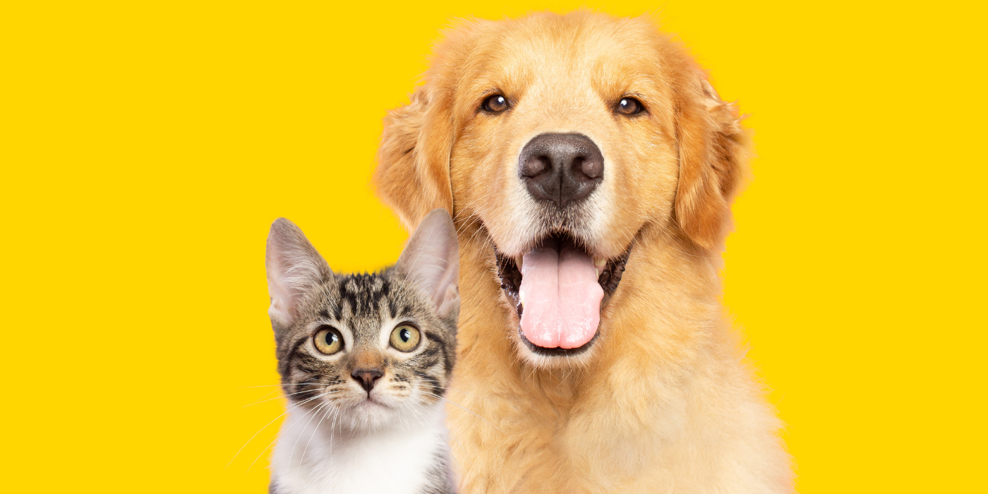 Pet Supplies: Keep Your Furry Friends Happy | OneDayOnly